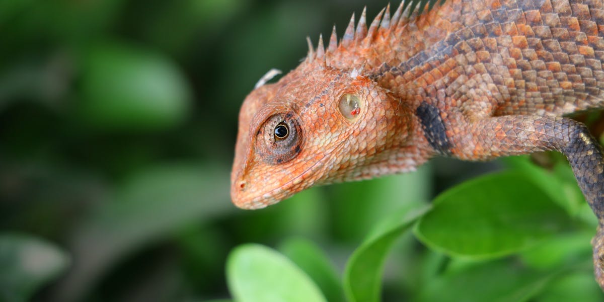 Elaborate Upon the Evolution of Peasant Movements in India - IGNOU CORNER