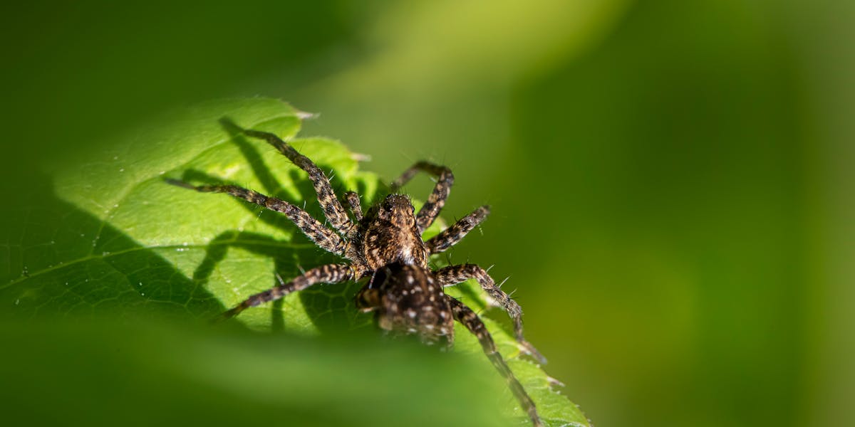 Examine the Features of the Plantation Economies in the Caribbean ...